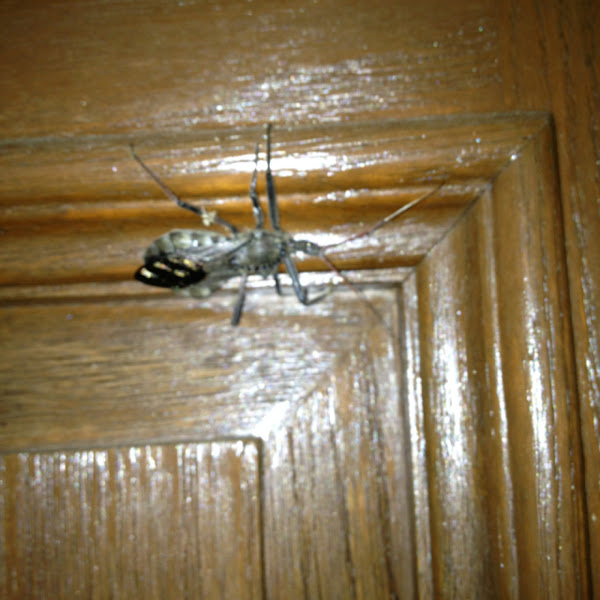 Wheel Bug | Project Noah