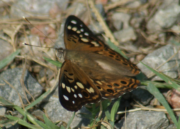 Hackberry Emperor Butterfly | Project Noah