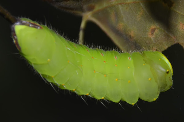 Luna Moth Larvae | Project Noah