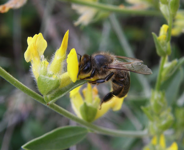 Abeja ibérica | Project Noah