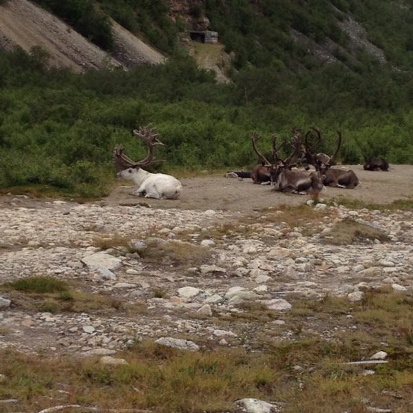 Caribou, Reindeer | Project Noah