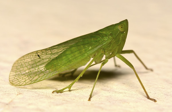 Plant hopper | Project Noah