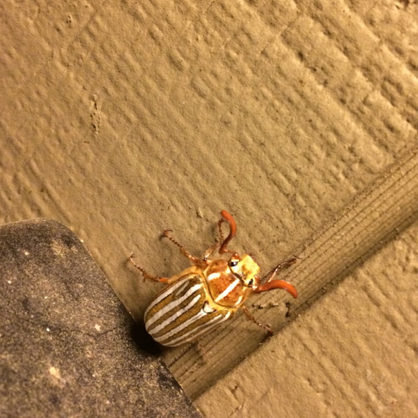Ten-lined lined June beetle | Project Noah