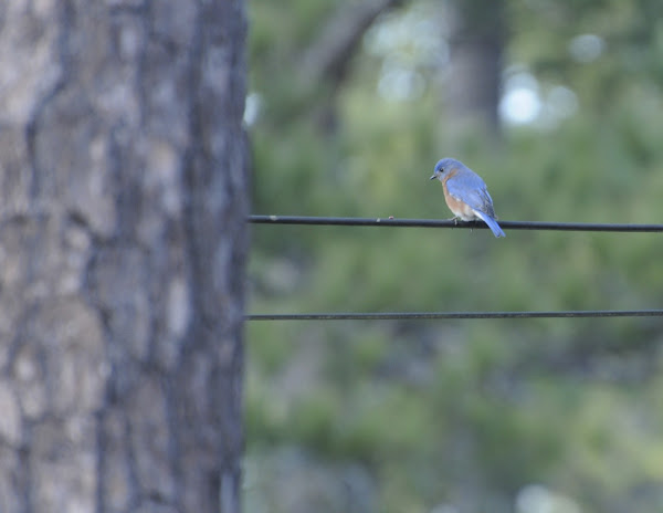 Eastern Bluebird | Project Noah