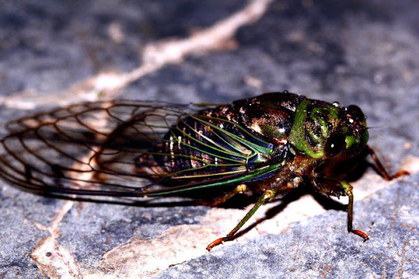 Cicada | Project Noah