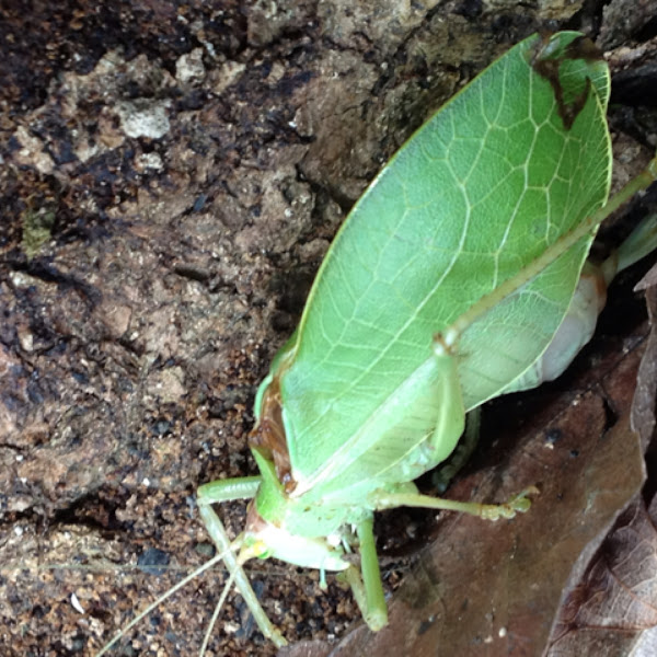 Katydid | Project Noah