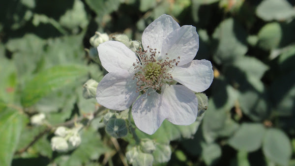 Blackberry | Project Noah