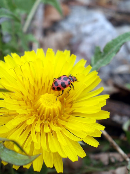 Spotted Lady Beetle | Project Noah