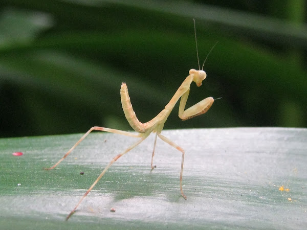 Praying Mantis | Project Noah