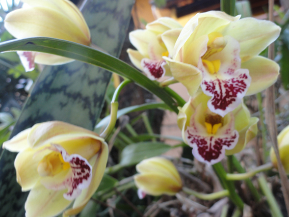 Orquidea | Project Noah