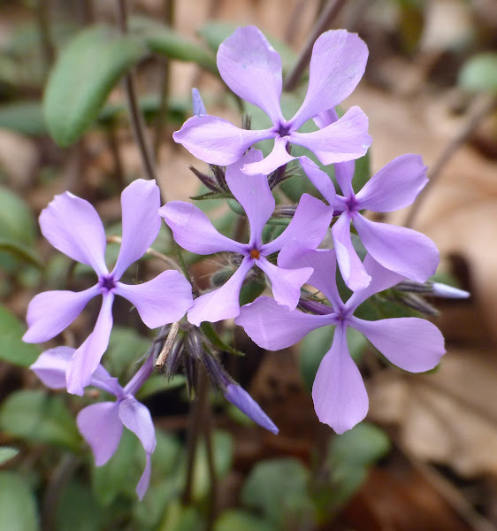 Wild blue phlox | Project Noah