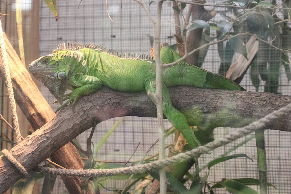 Green Iguana | Project Noah