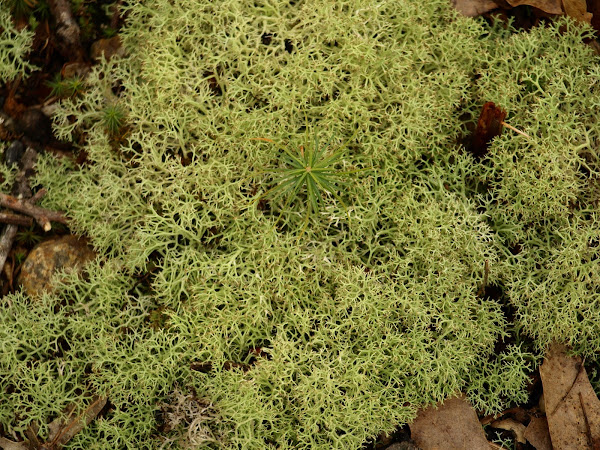 Reindeer moss | Project Noah
