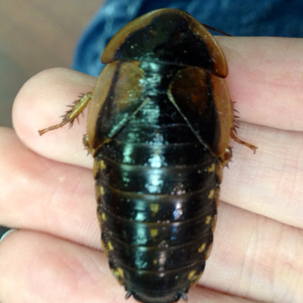 Dubia roach | Project Noah