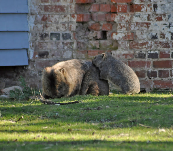 Common wombat | Project Noah