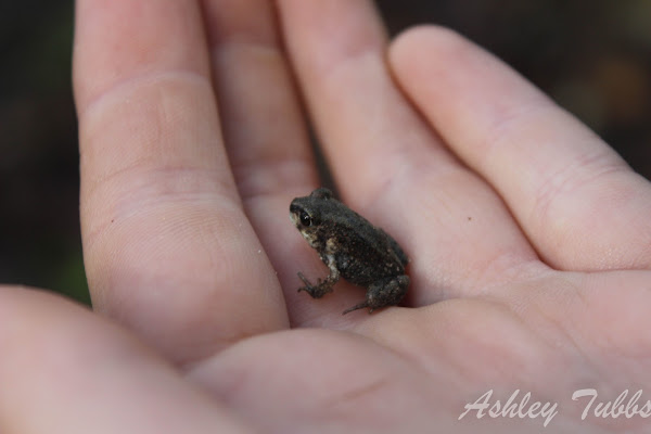 Toadlet | Project Noah