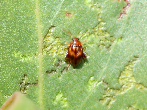 Flea leaf beetle | Project Noah