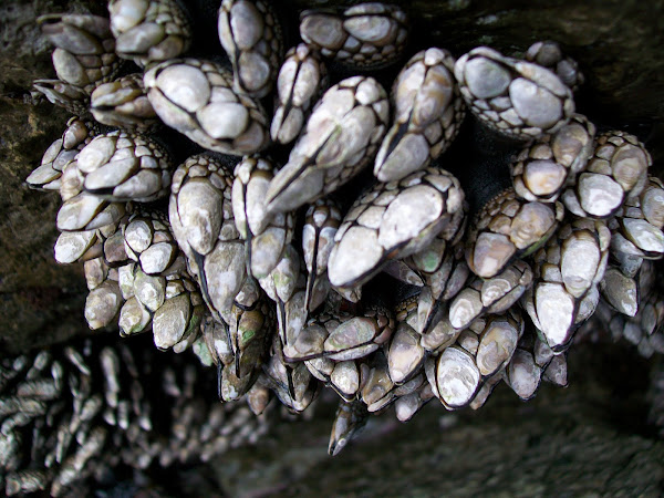 Barnacle | Project Noah