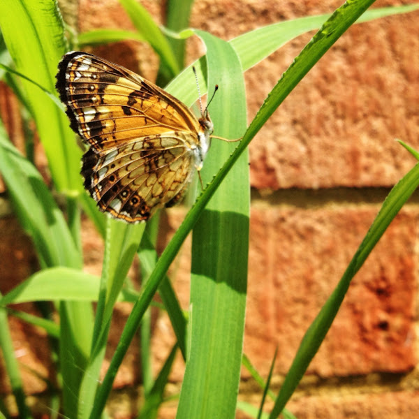Hackberry Emperor | Project Noah