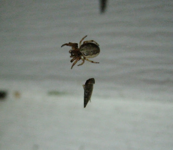 Furrow Orbweaver | Project Noah