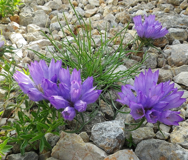 Grassy bells, uskolisno zvonce | Project Noah