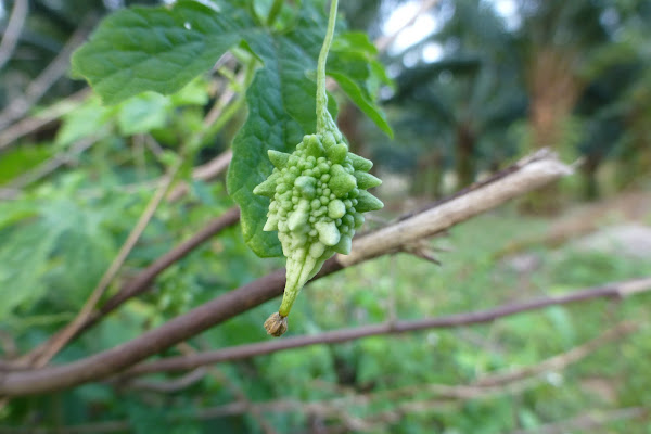 Bitter Melon/ Bitter Gourd | Project Noah