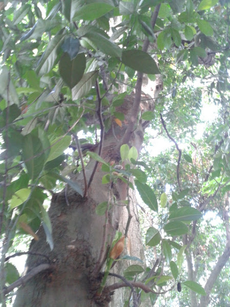 Cacao Tree | Project Noah