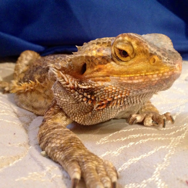 Bearded dragon | Project Noah