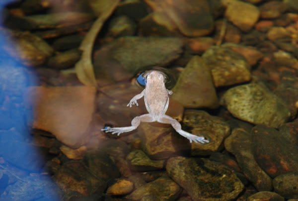Desert tree frog | Project Noah