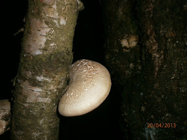 Birch Polypore | Project Noah
