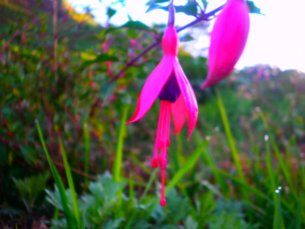 fuchsia | Project Noah