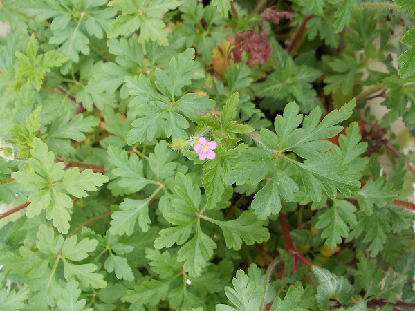 Herb Robert (άγριο γεράνι) | Project Noah