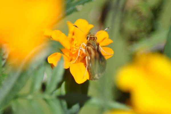 Skipper | Project Noah