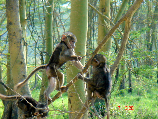 Olive Baboon | Project Noah