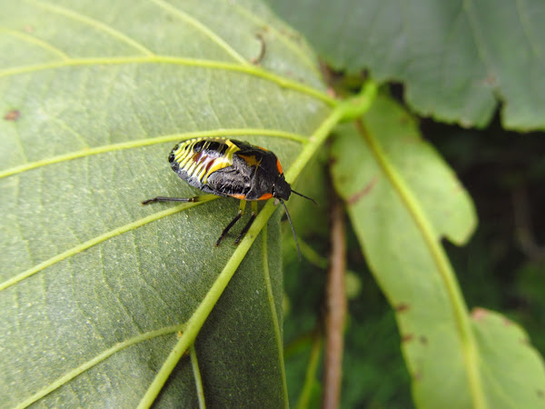 Green Stink Bug | Project Noah