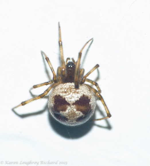 Triangulate cobweb spider | Project Noah