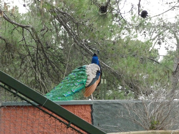 Peacock | Project Noah