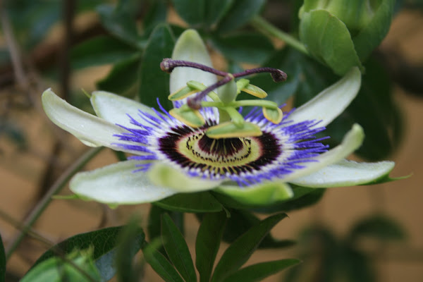 Passiflora-Carkifelek Bitkisi | Project Noah