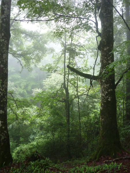 Mexican beech | Project Noah