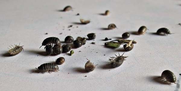 Pill bug or Roly Poly | Project Noah