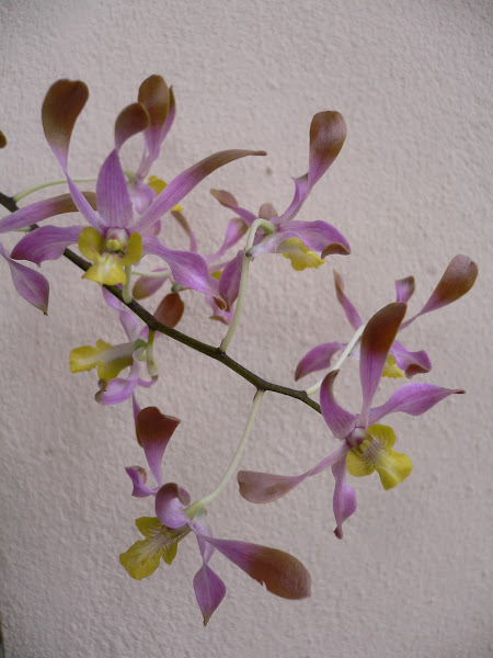Dendrobium | Project Noah