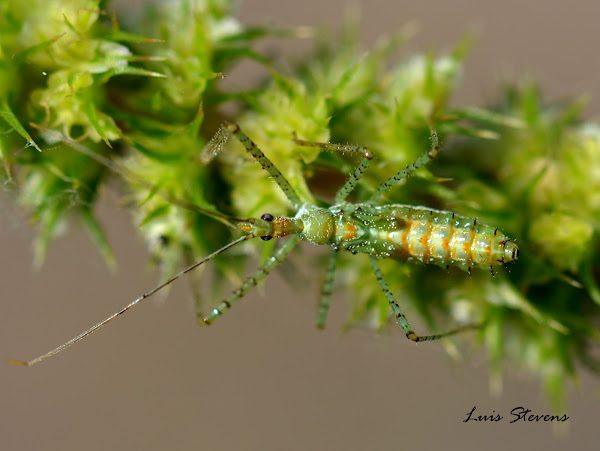 Leafhopper Assassin Bug nymph | Project Noah