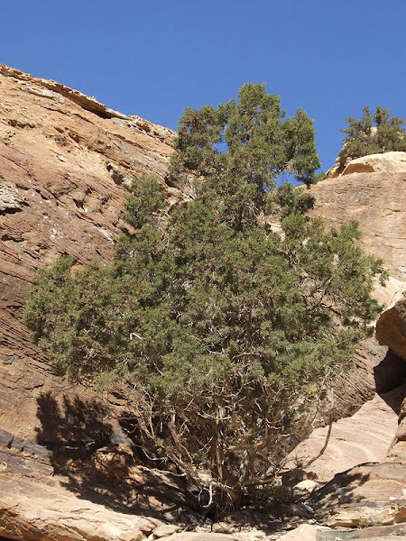 Phoenician Juniper | Project Noah