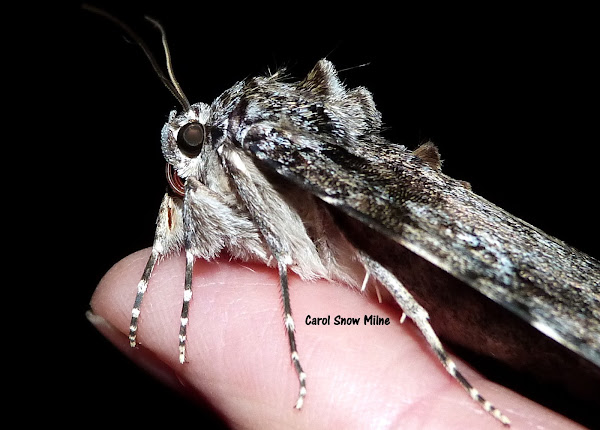 Ilia Underwing Moth | Project Noah