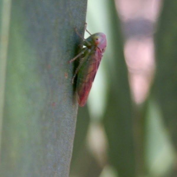 Leaf hopper | Project Noah