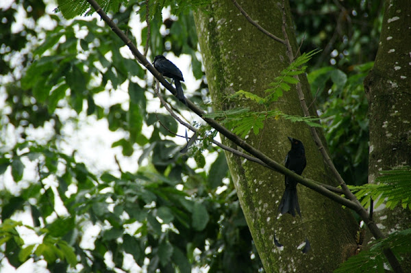 Greater Racket-tailed Drongo | Project Noah