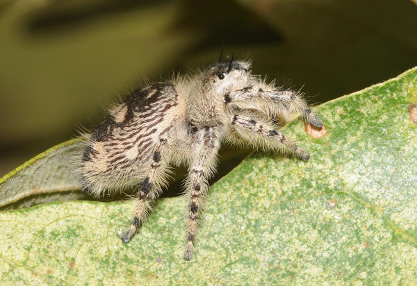 Canopy jumping spider | Project Noah