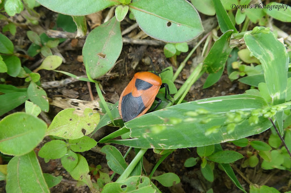 Cucurbit Stink Bug or Red Pumpkin Bug | Project Noah