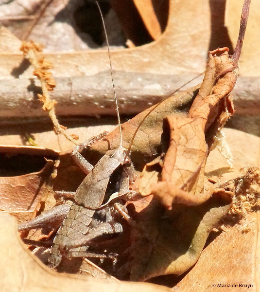 Eastern shieldback katydid nymph | Project Noah