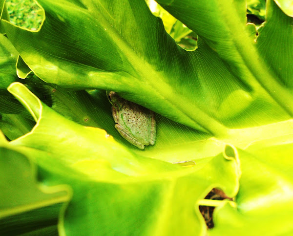 Squirrel Tree Frog | Project Noah